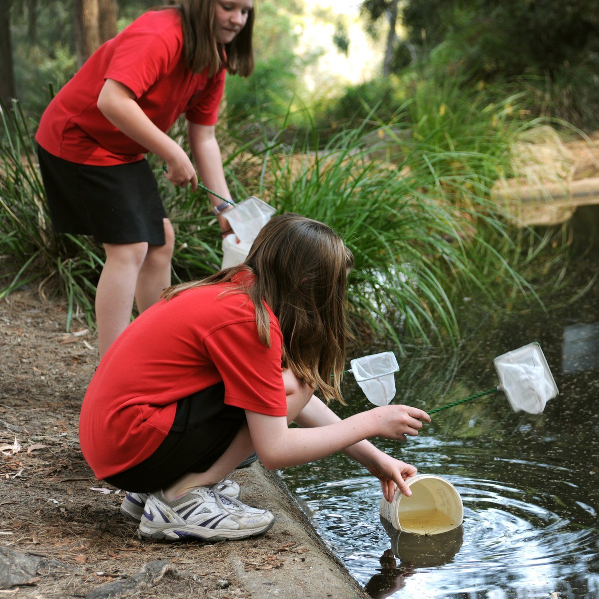 Pond-dipping: Habitats & lifecycles (Years 3–6) | Australian National ...