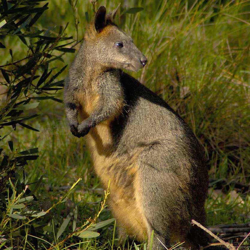 Swamp wallabies | Australian National Botanic Gardens | Parks Australia