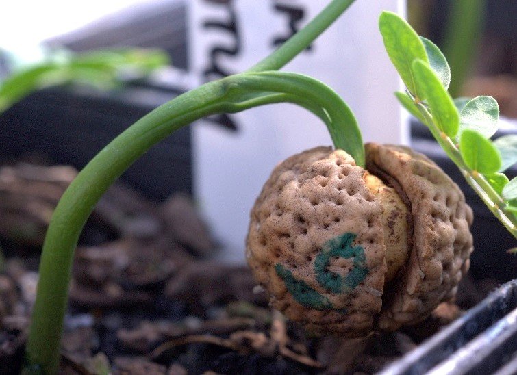Fresh hope for our native flora with new National Native Seed Strategy ...