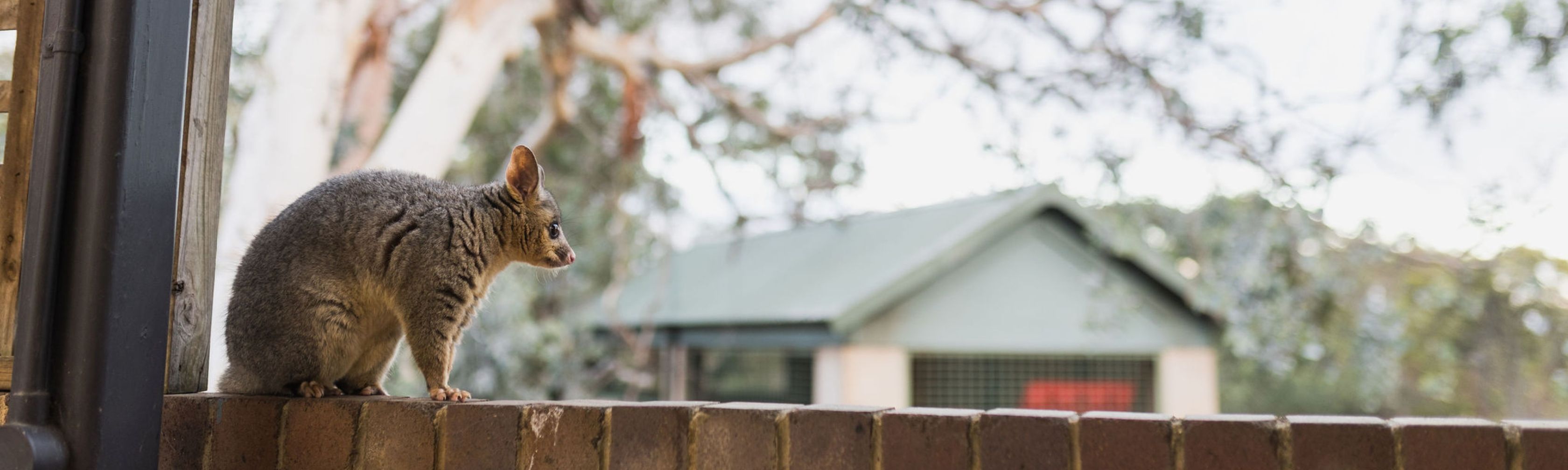 Possums | Australian National Botanic Gardens | Parks Australia