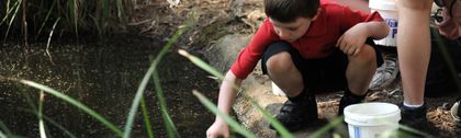 Pond-dipping: Habitats & lifecycles (Years 3–6) | Australian National ...