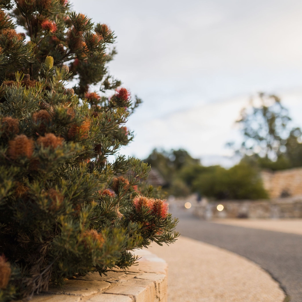 Banksia Garden | Australian National Botanic Gardens | Parks Australia