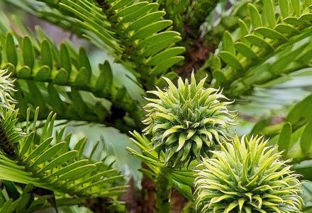 Adaptation of Australian plants | Australian National Botanic Gardens ...
