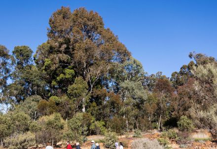 Adaptation of Australian plants | Australian National Botanic Gardens ...