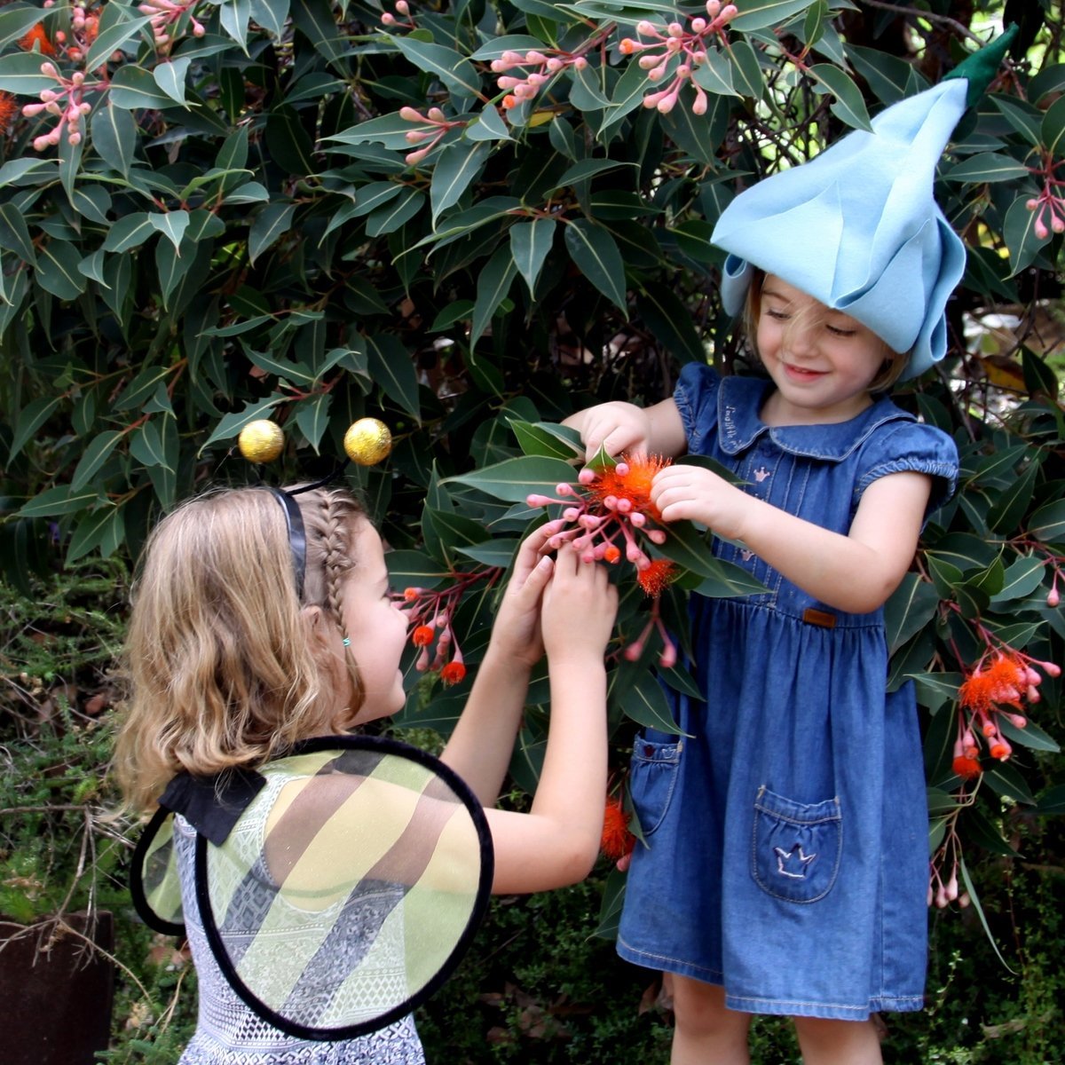 Buzzy Bees (Preschool to Year 2) | Australian National Botanic Gardens ...