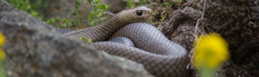 Snakes | Australian National Botanic Gardens | Parks Australia